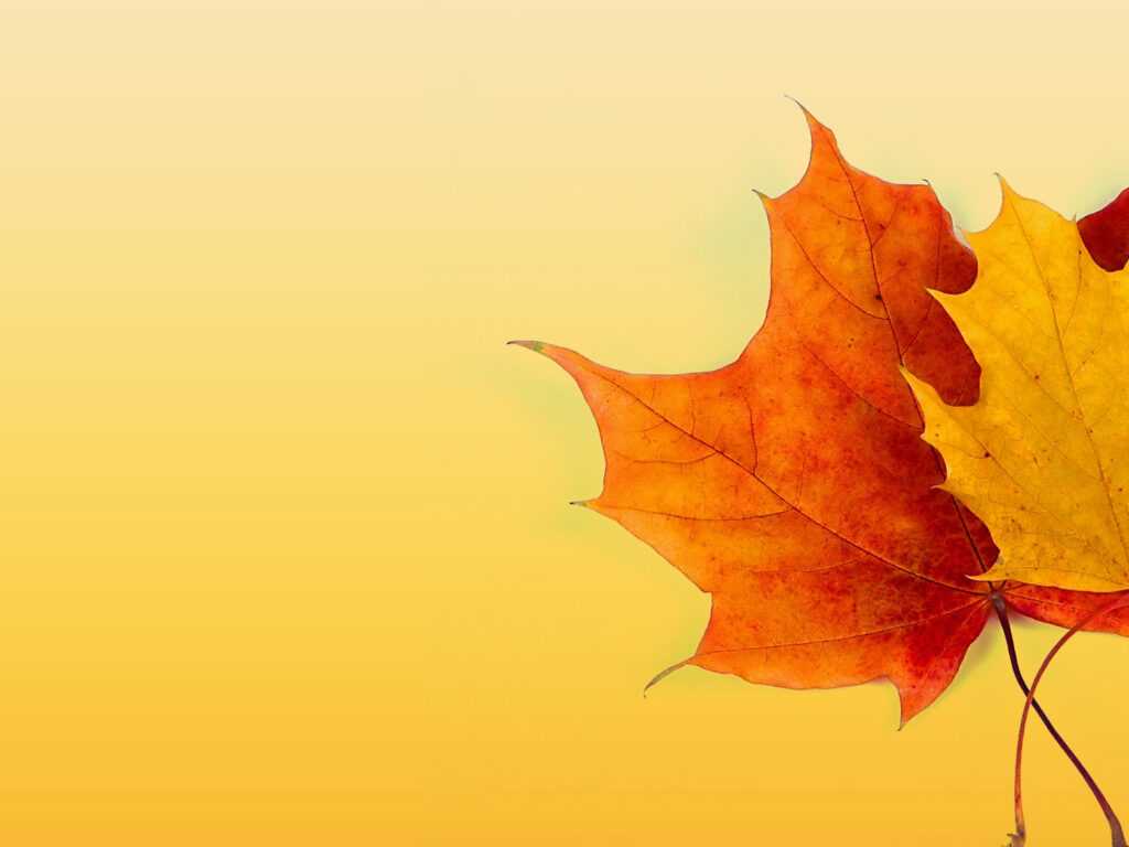 Autumn Ppt Background – Powerpoint Backgrounds For Free for Free Fall ...